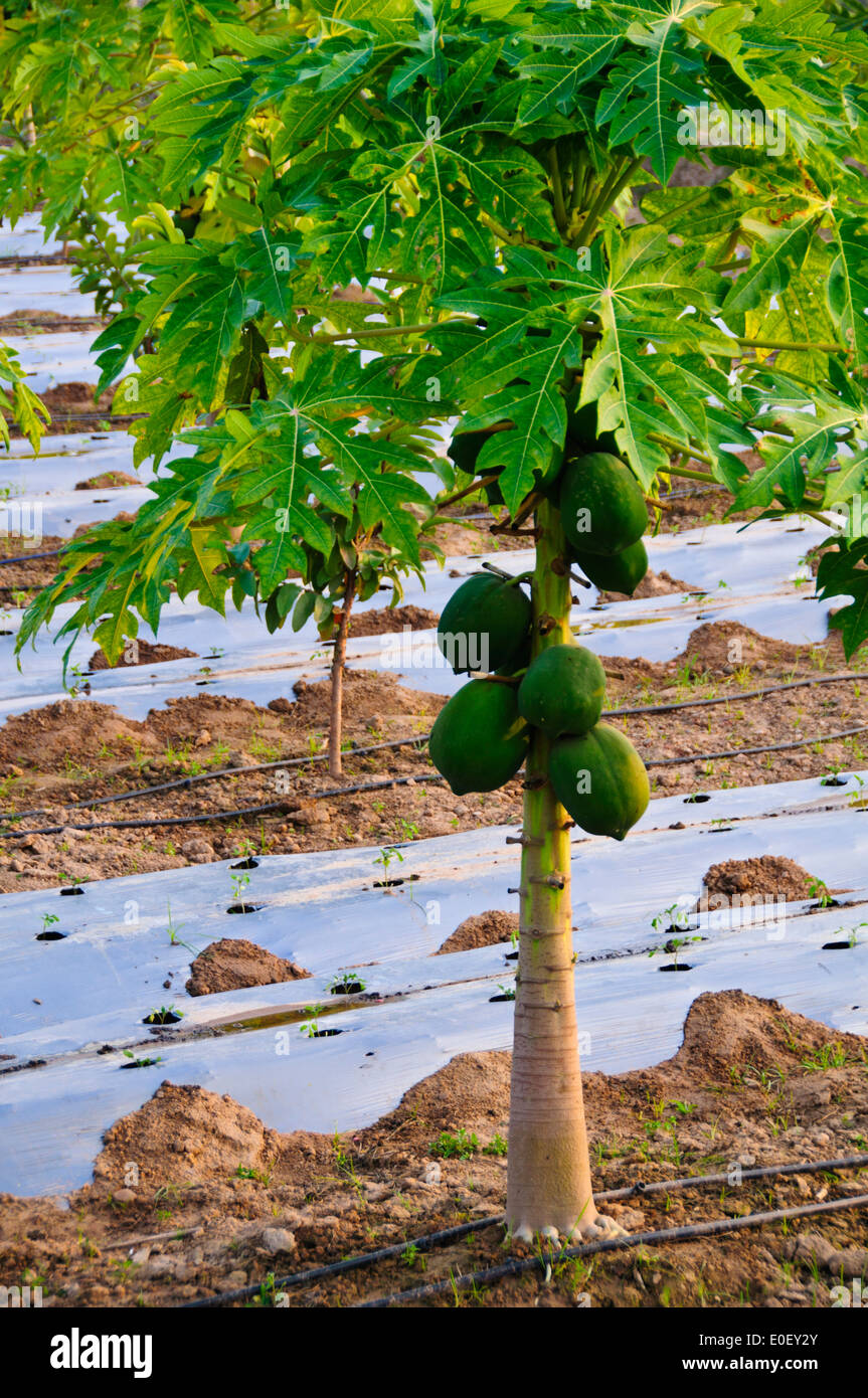 Ramathra Fort,Kalisil Dam Lake,Fishermen,Vegetable Garden,Papayas ...