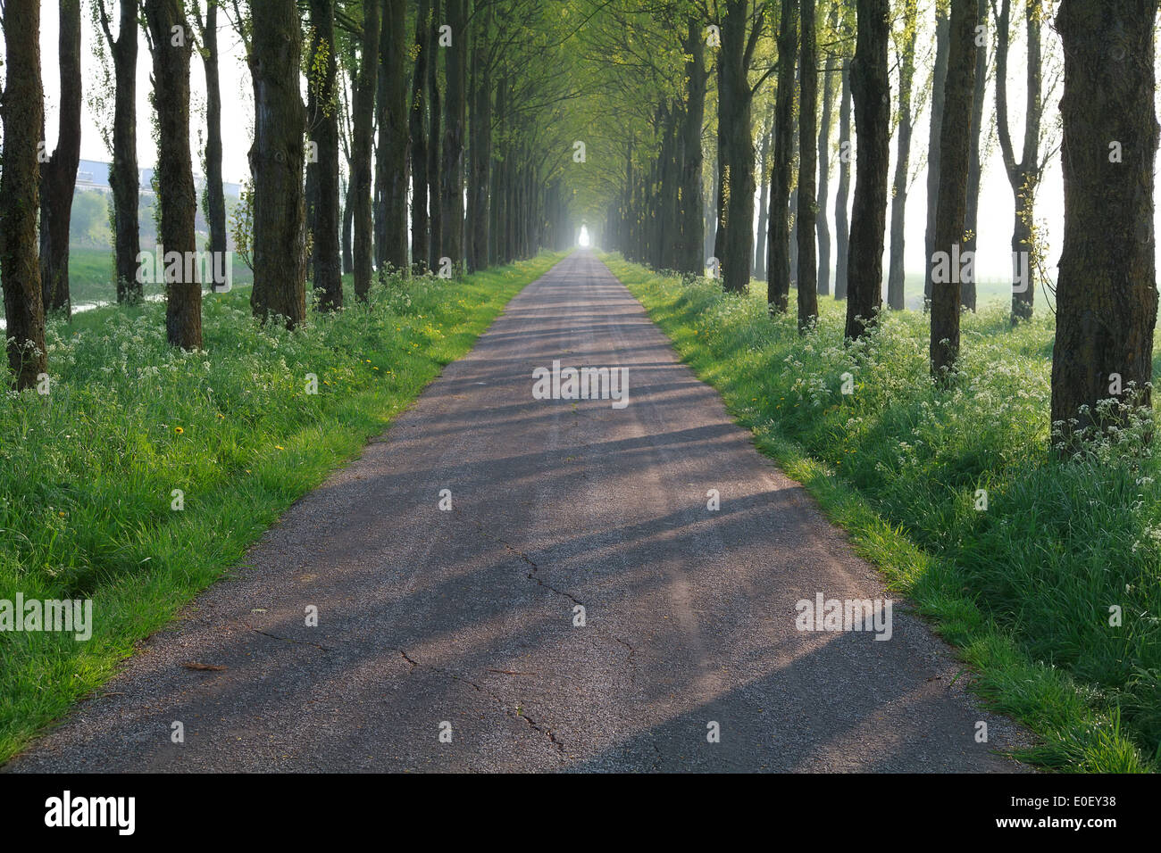 Tunnel tree hi-res stock photography and images - Alamy
