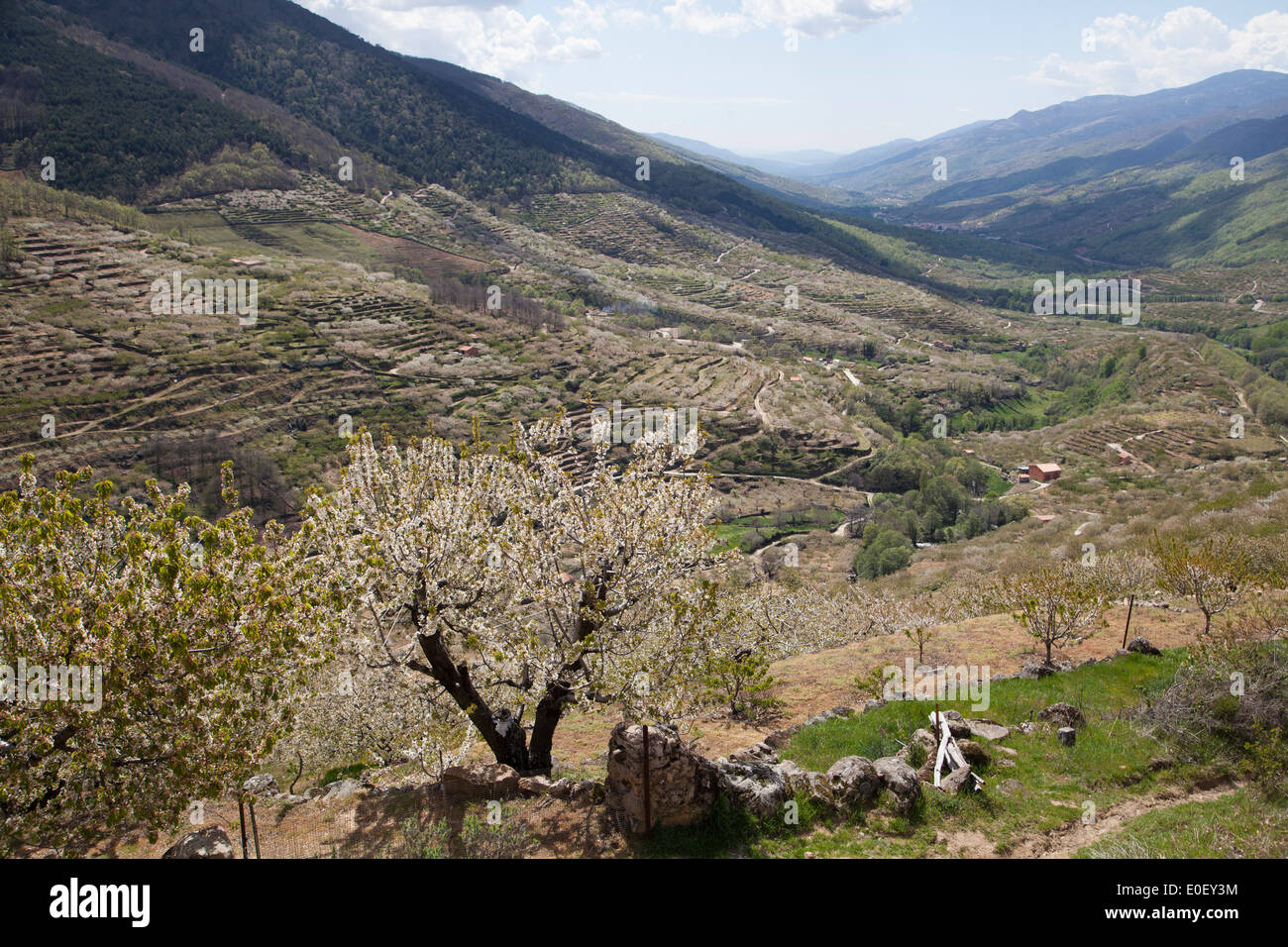 Jerte valley spain cherry blossom hi-res stock photography and images ...