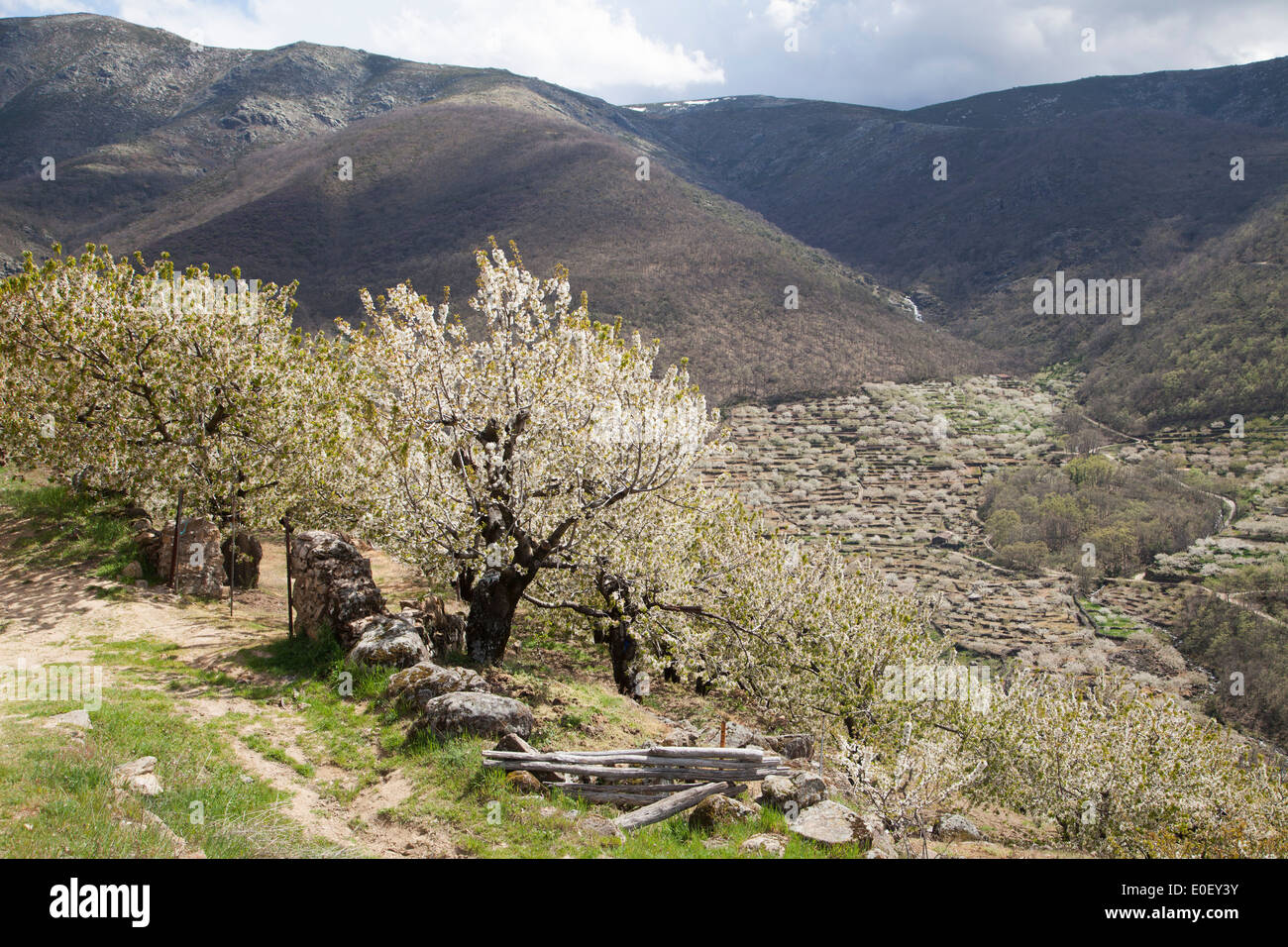Jerte valley spain cherry blossom hi-res stock photography and images ...