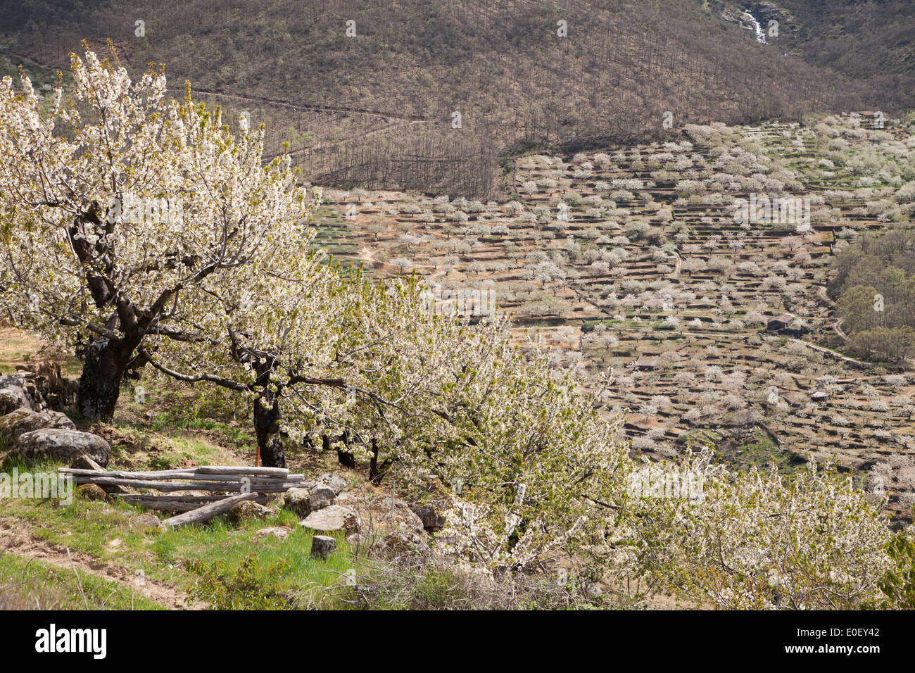 Jerte valley spain cherry blossom hi-res stock photography and images ...