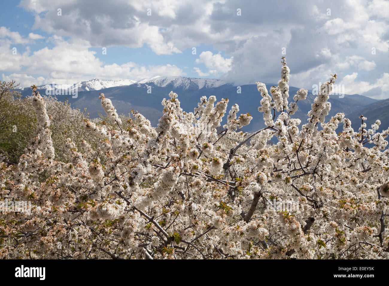 Cherry blossom in the jerte valley hi-res stock photography and images ...