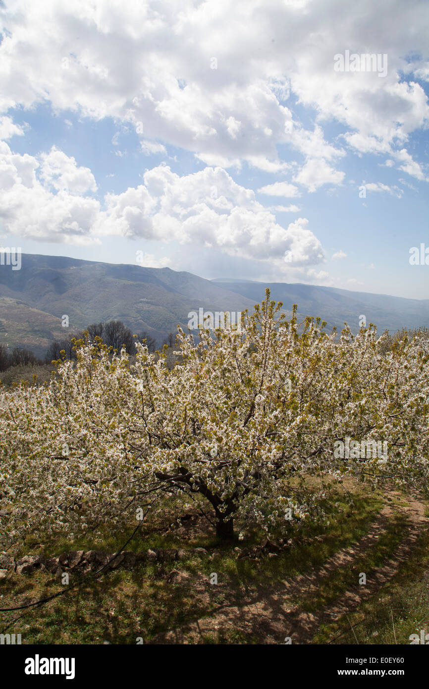 Jerte Valley Cherry High Resolution Stock Photography and Images - Alamy