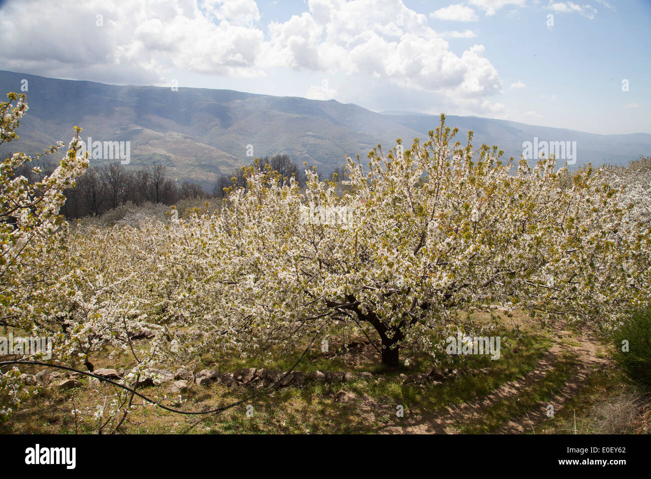 Jerte cherry hi-res stock photography and images - Alamy