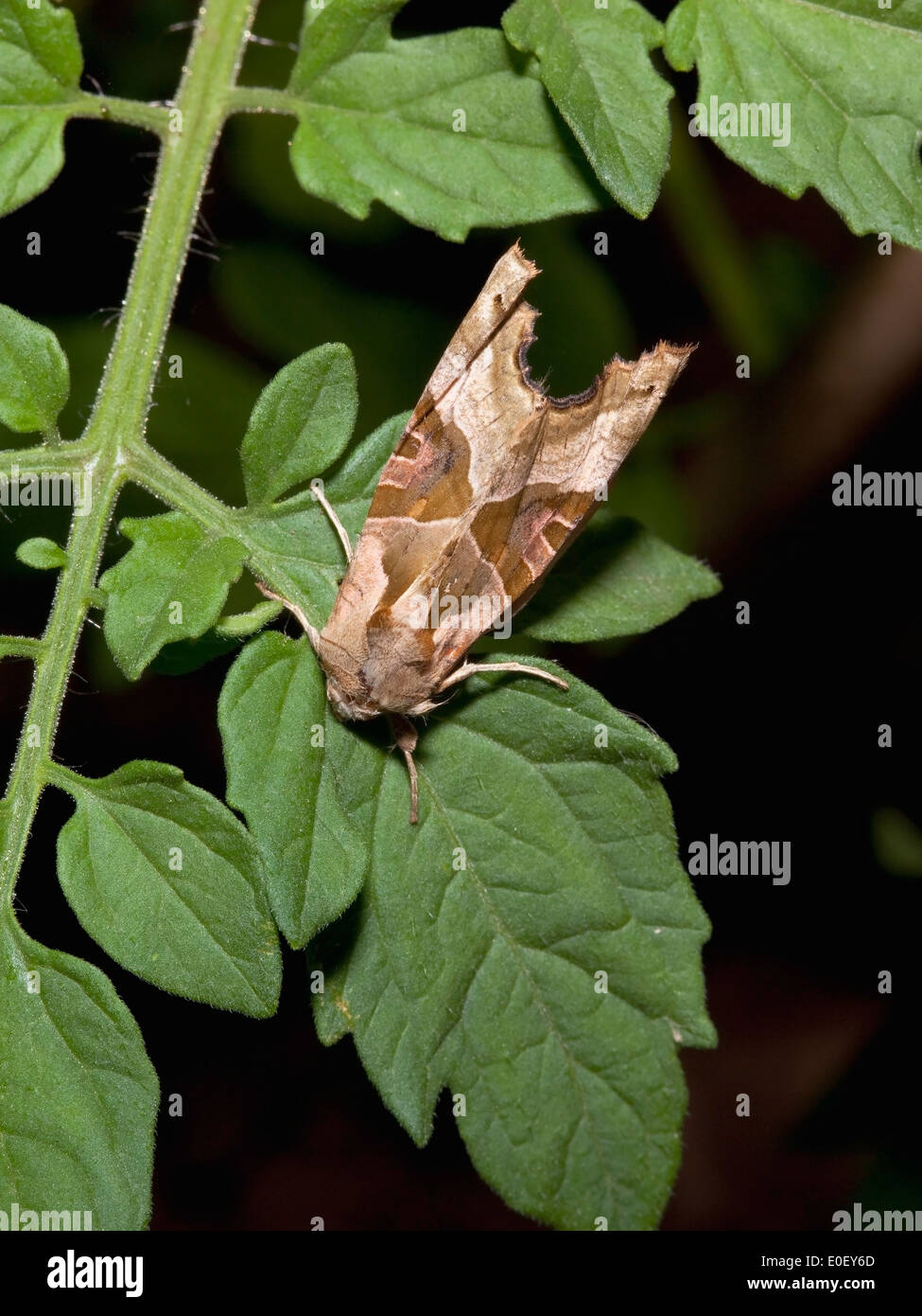 Moth patterns hi-res stock photography and images - Alamy