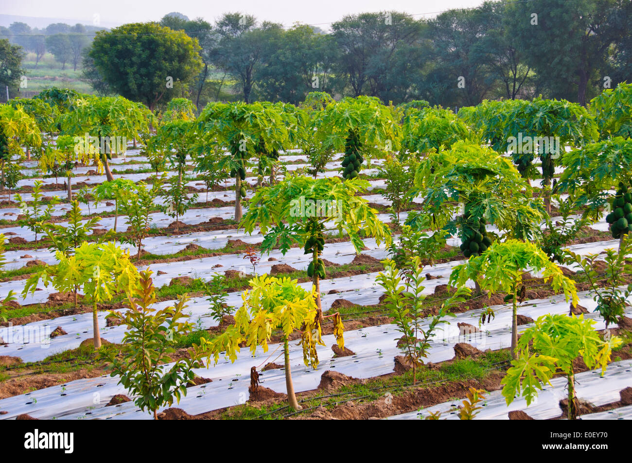 Ramathra Fort,Kalisil Dam Lake,Fishermen,Vegetable Garden,Papayas ...
