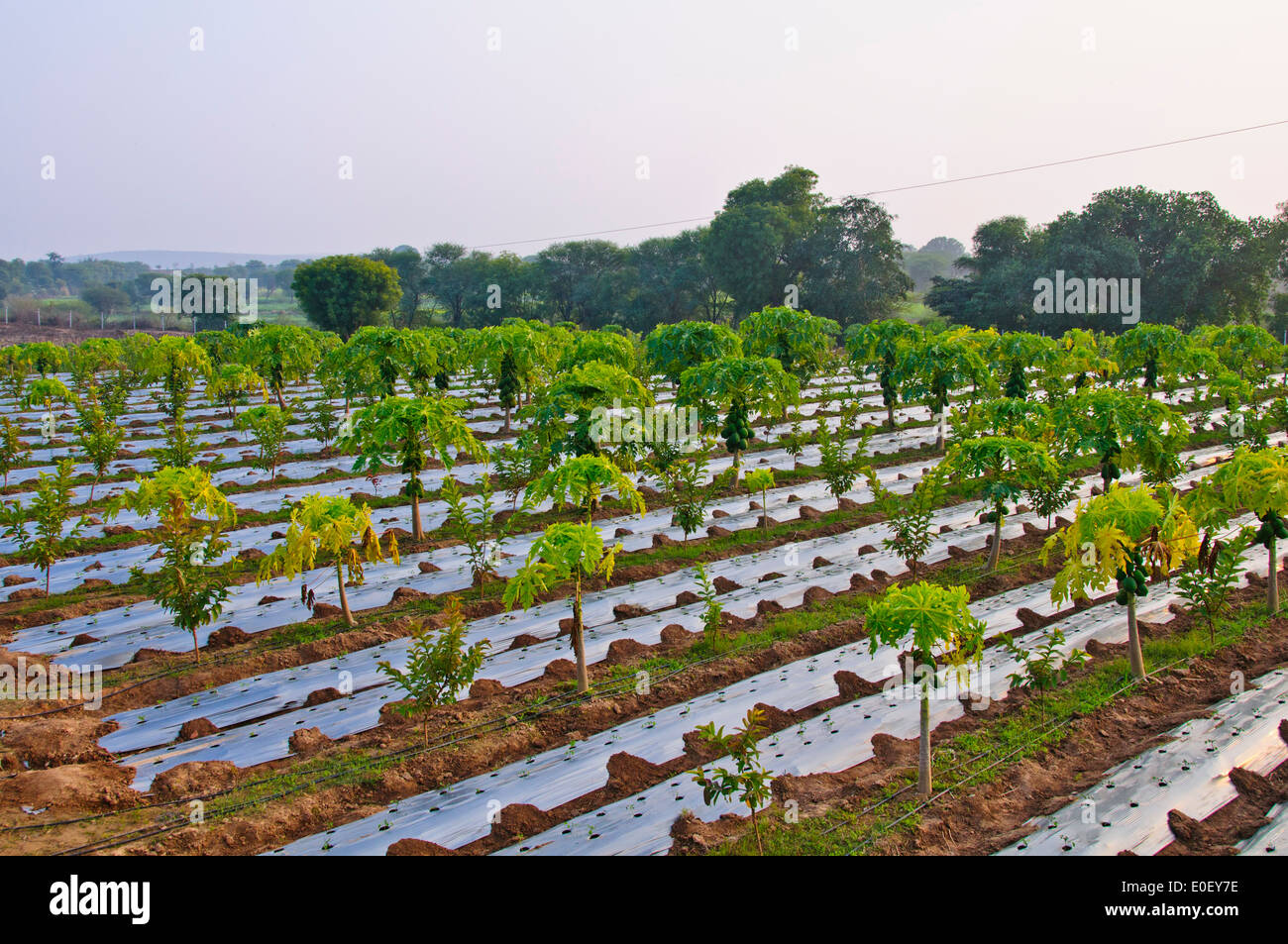 Ramathra Fort,Kalisil Dam Lake,Fishermen,Vegetable Garden,Papayas ...