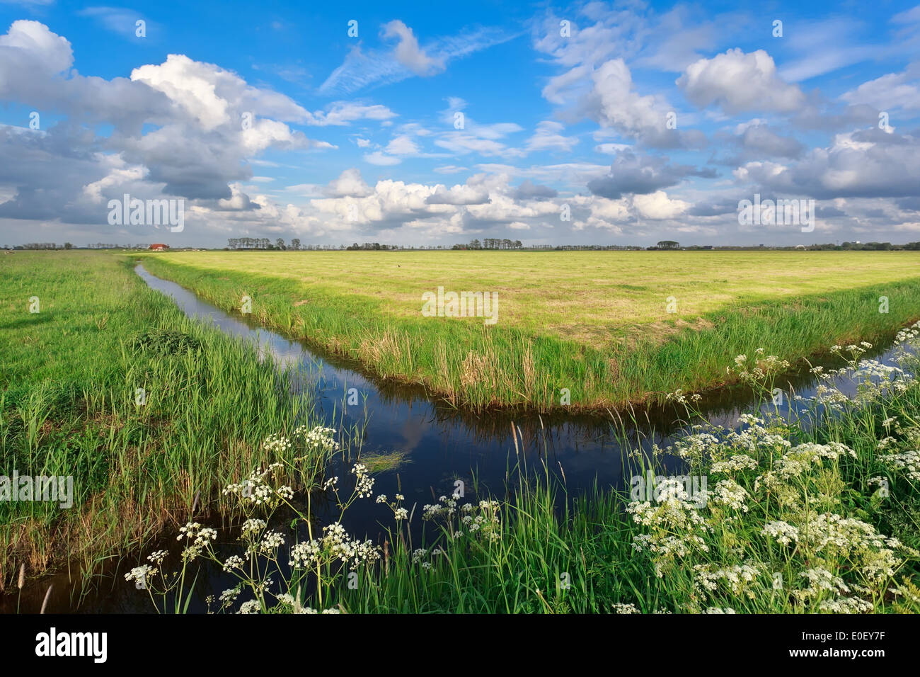 Blue sky over flower field hi-res stock photography and images - Alamy
