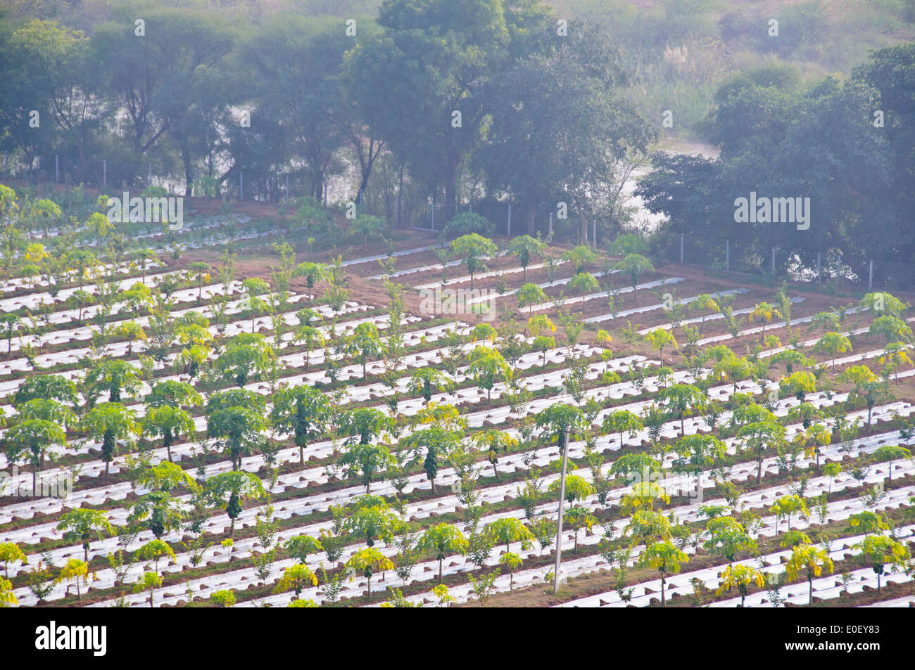 Ramathra Fort,Kalisil Dam Lake,Fishermen,Vegetable Garden,Papayas ...