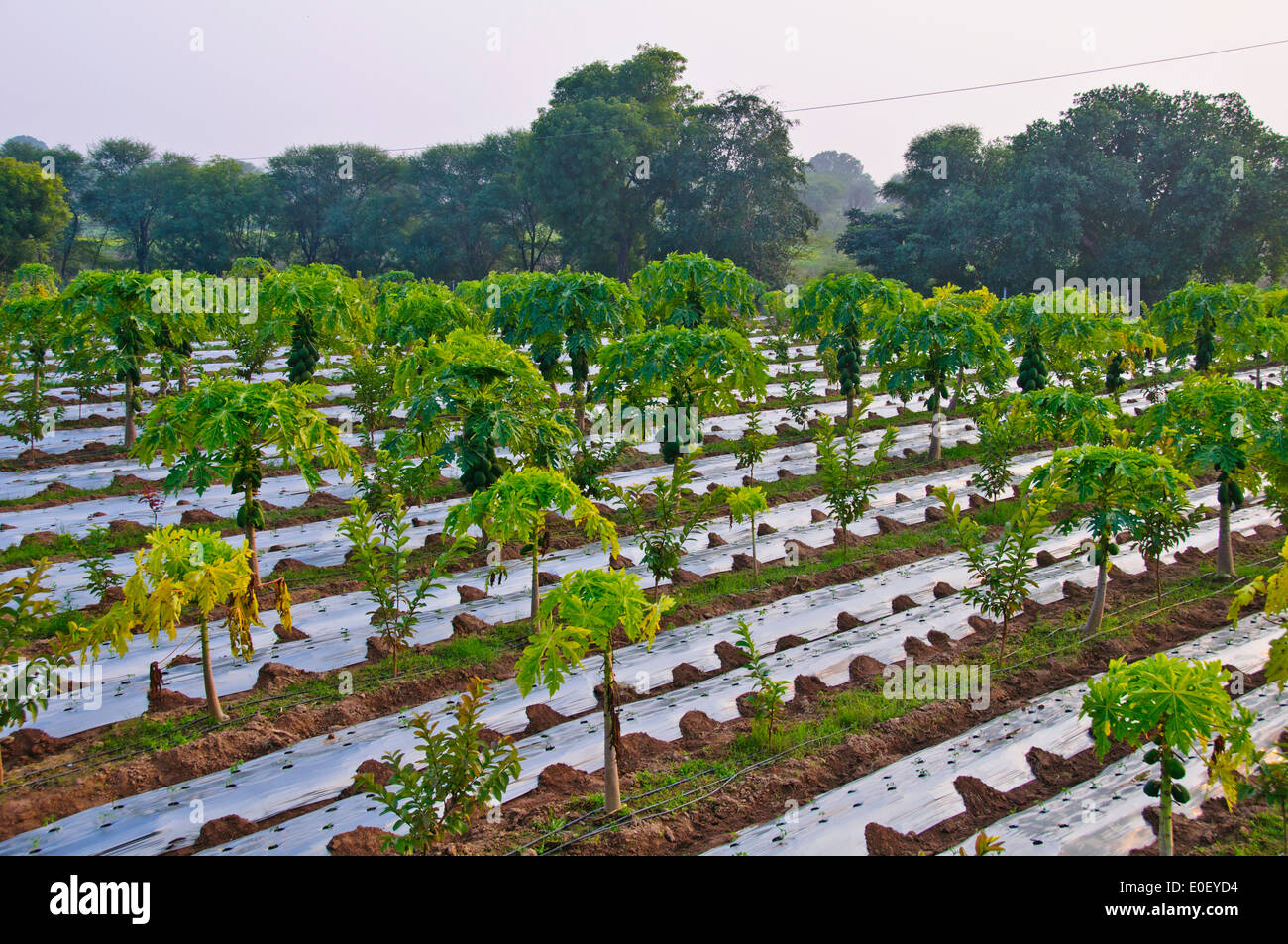 Ramathra Fort,Kalisil Dam Lake,Fishermen,Vegetable Garden,Papayas ...