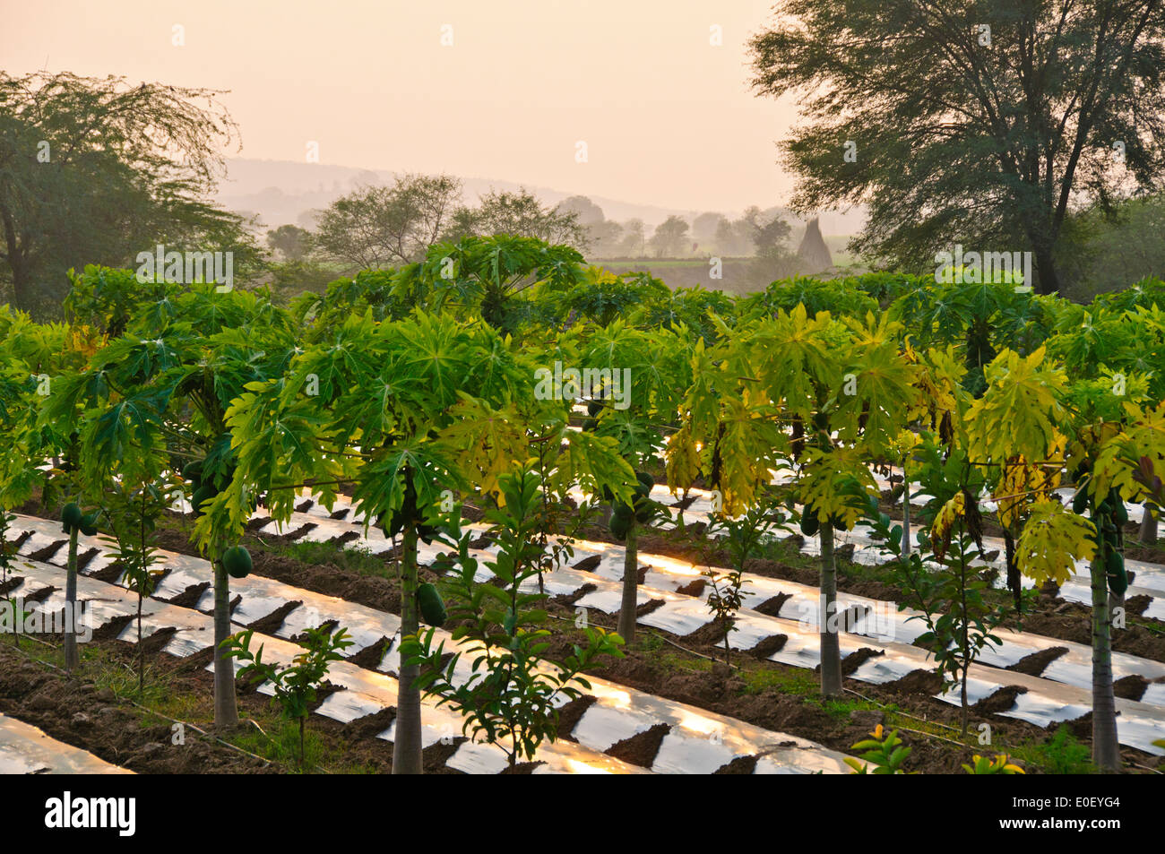 Ramathra Fort,Kalisil Dam Lake,Fishermen,Vegetable Garden,Papayas ...