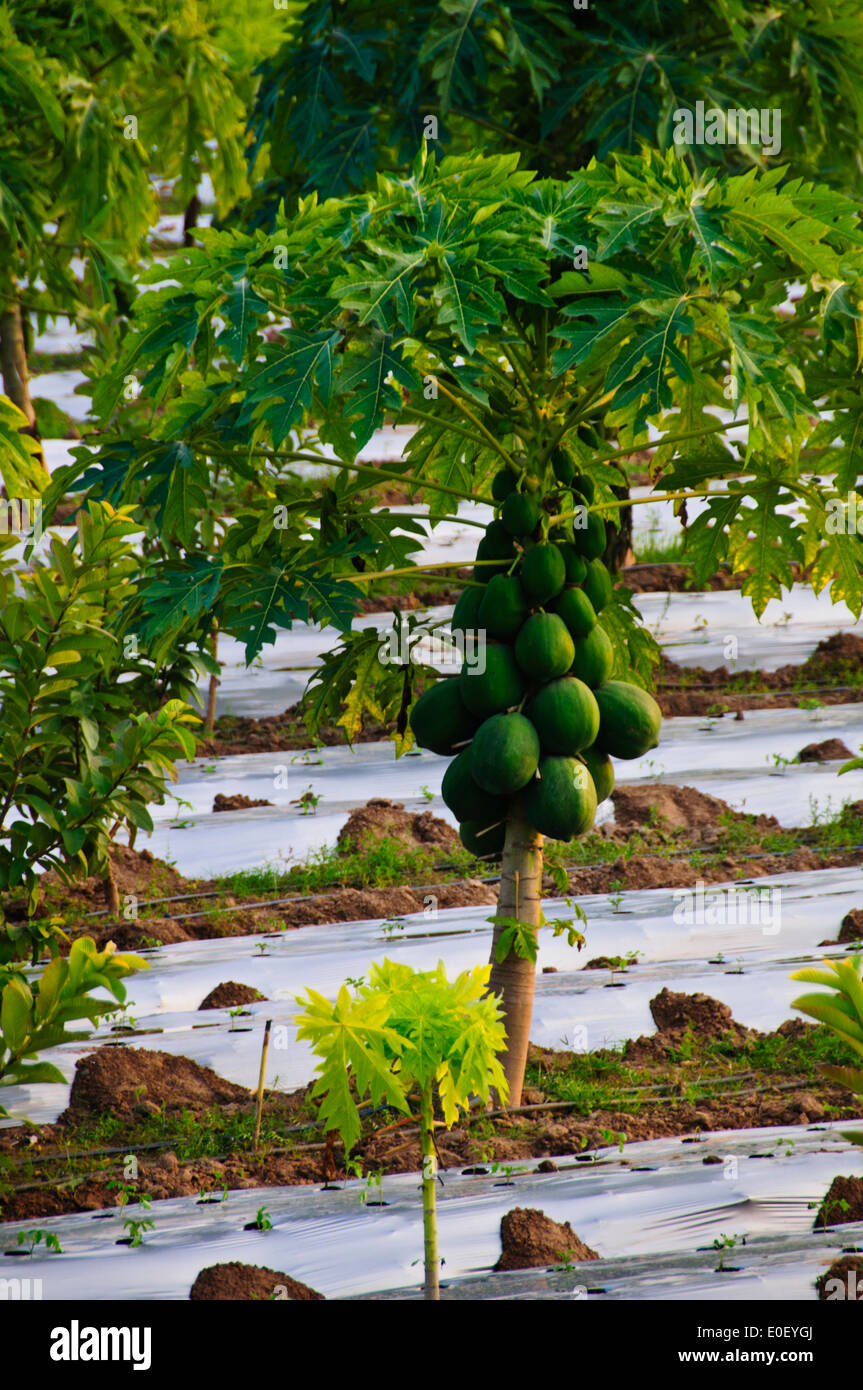 Ramathra Fort,Kalisil Dam Lake,Fishermen,Vegetable Garden,Papayas ...