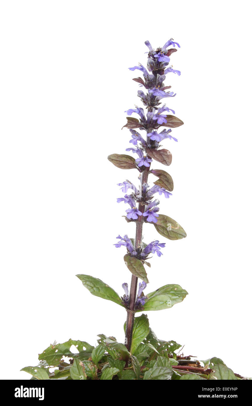 Bugle flowers hi-res stock photography and images - Alamy