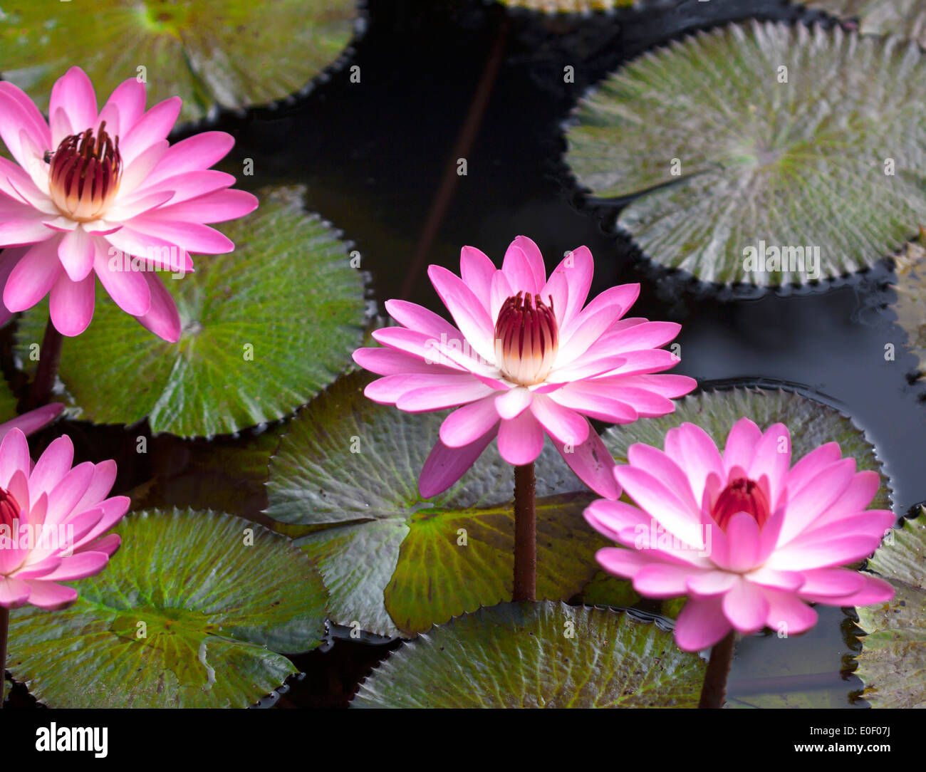 Large water lily leaf image hi-res stock photography and images - Alamy