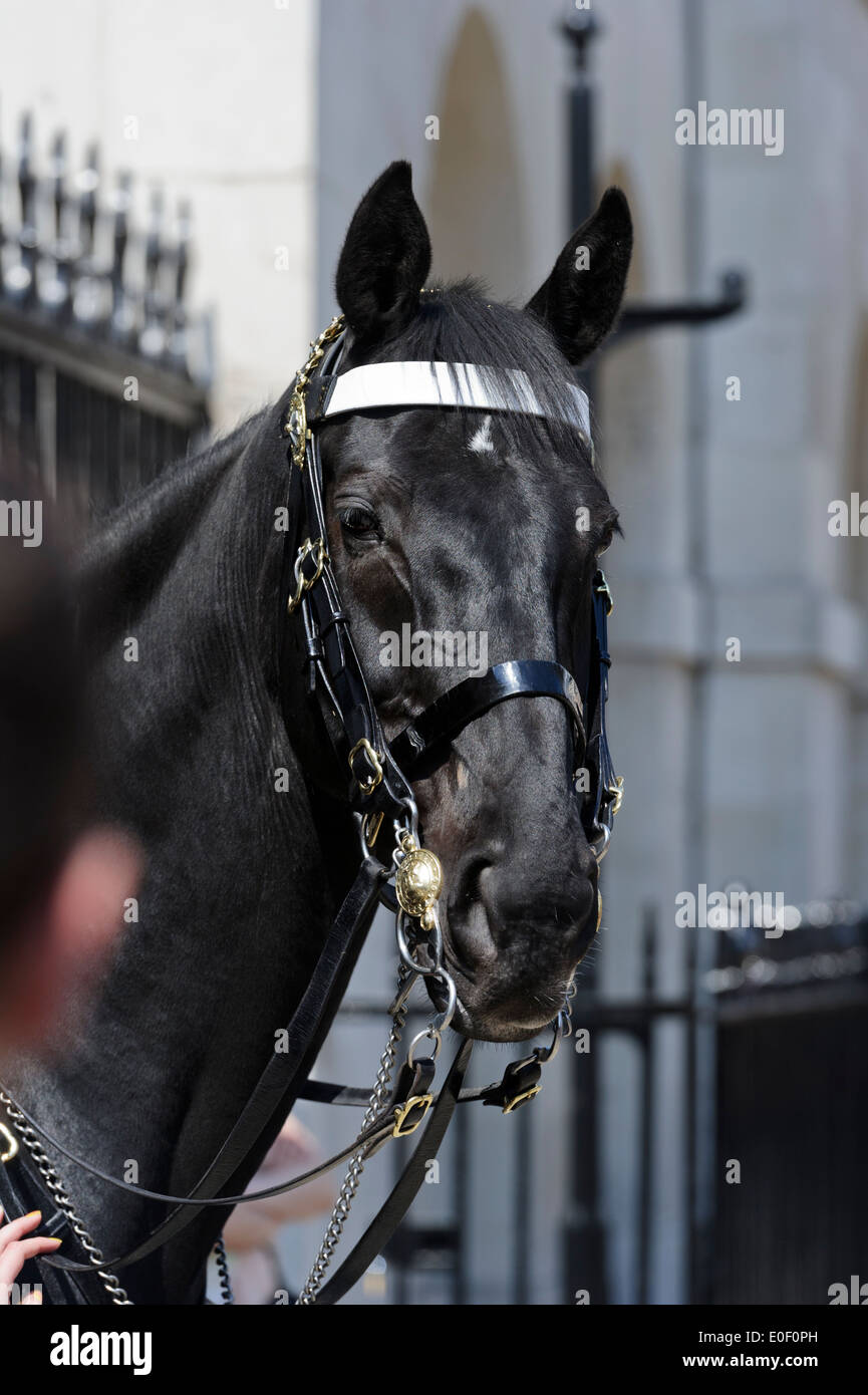 A black horse standing outside the Horse Guards box on Whitehall ...