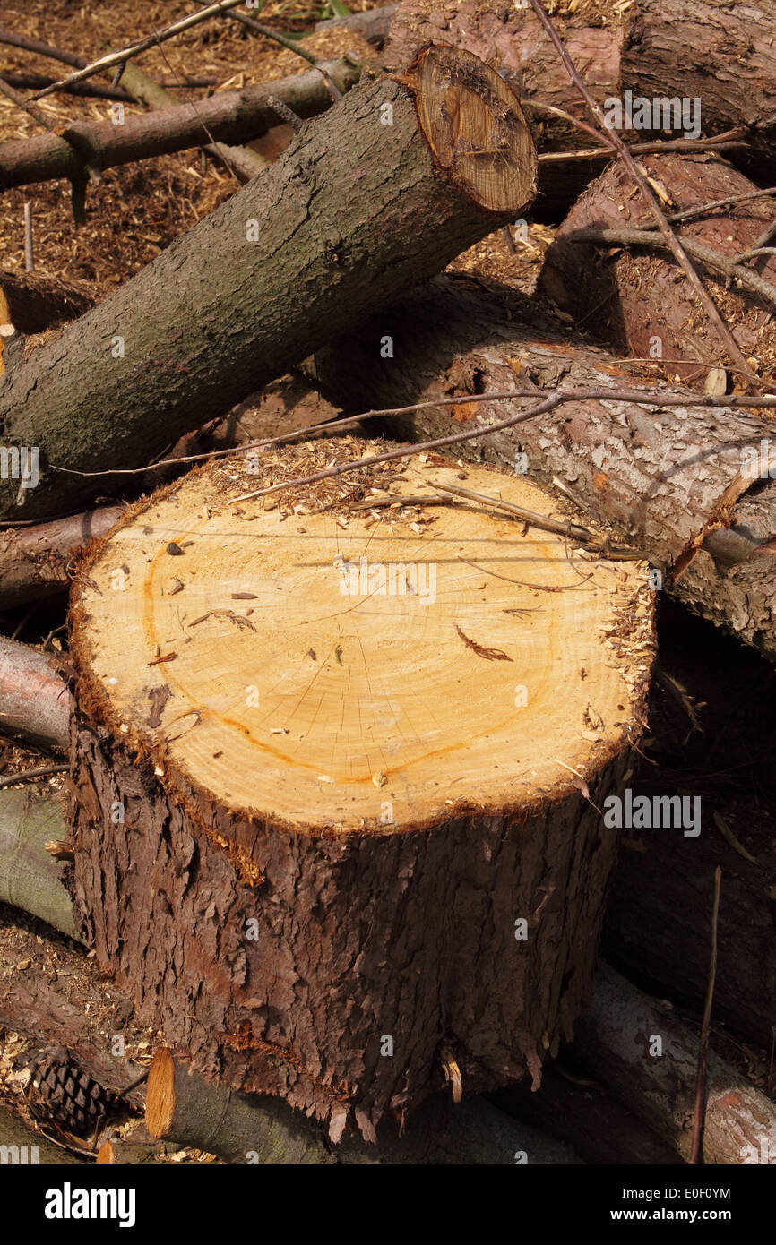 Recently cut hi-res stock photography and images - Alamy