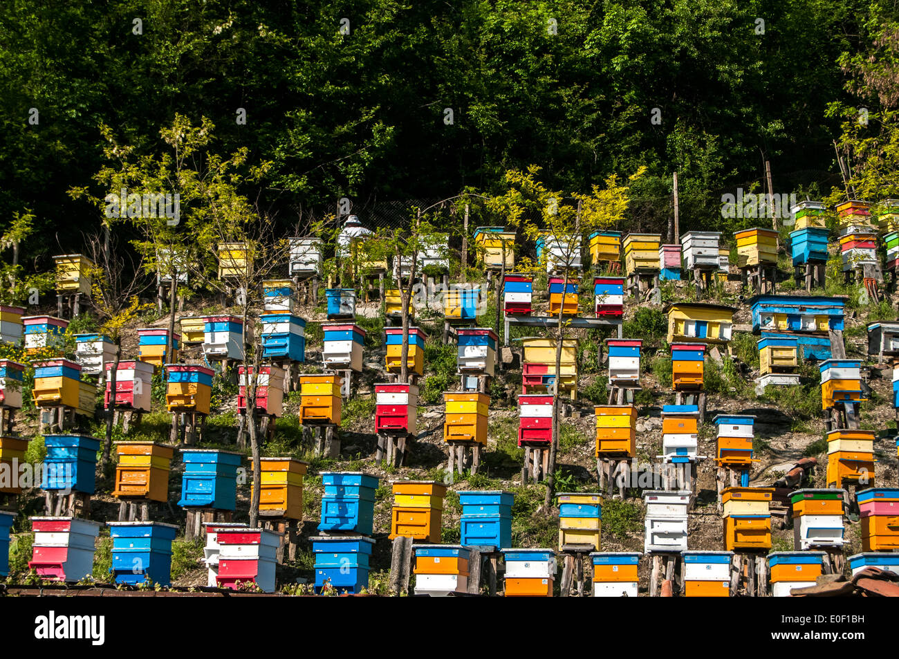 Colored beehives on slope Stock Photo - Alamy