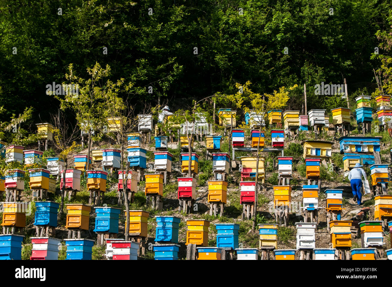 Colored beehives on slope Stock Photo - Alamy
