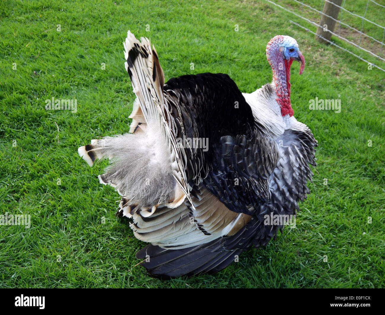 Noel a field hi-res stock photography and images - Alamy