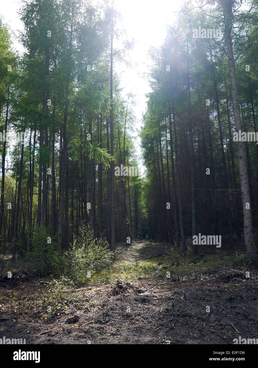 large trees with sunlight shining through Stock Photo - Alamy