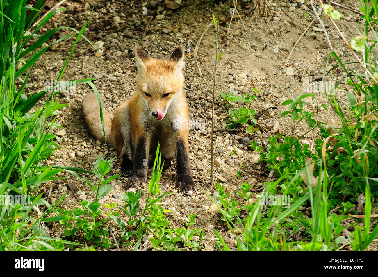 Red Fox kit sitting on slope outside of it's den. Licking his face ...