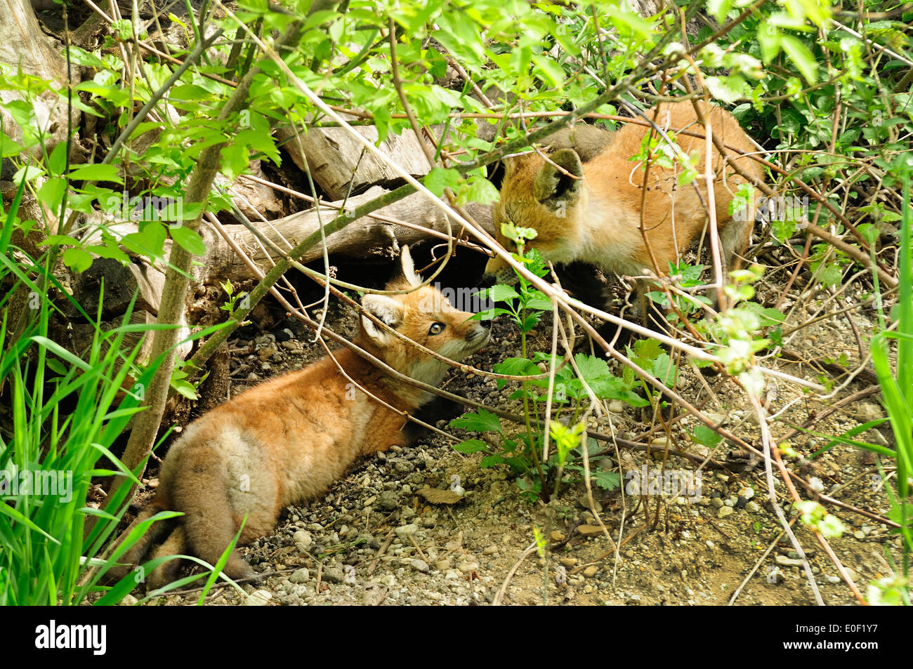 Red fox pups playing hi-res stock photography and images - Alamy