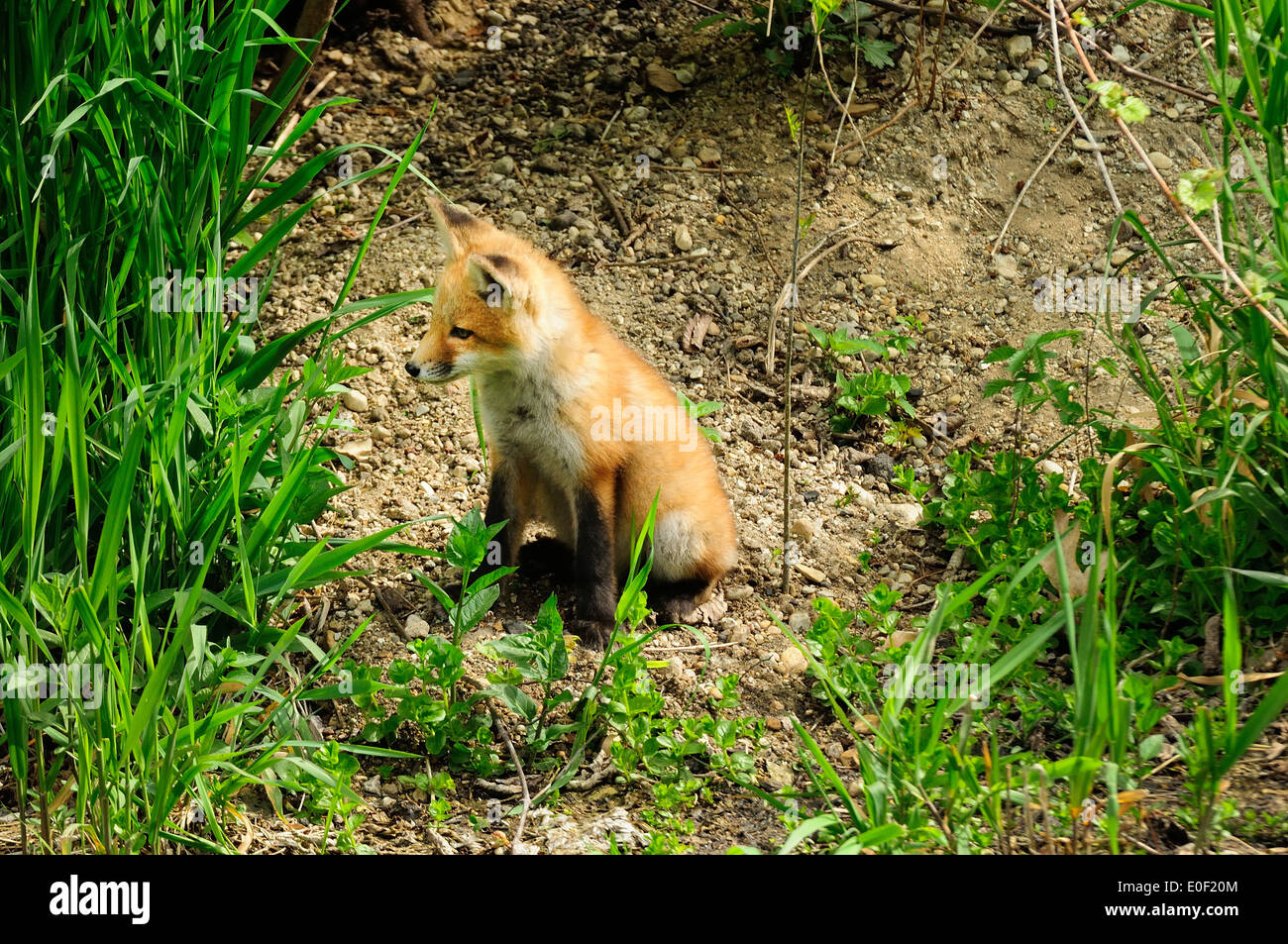 Red Fox kit sitting on slope outside of it's den. (Vulpes vulpes Stock ...