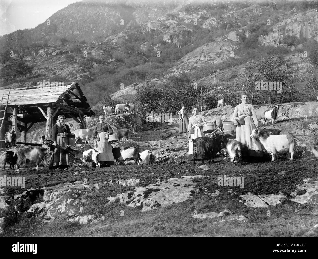 A photograph of milkmaids from around 1890-1910, capturing the rural ...