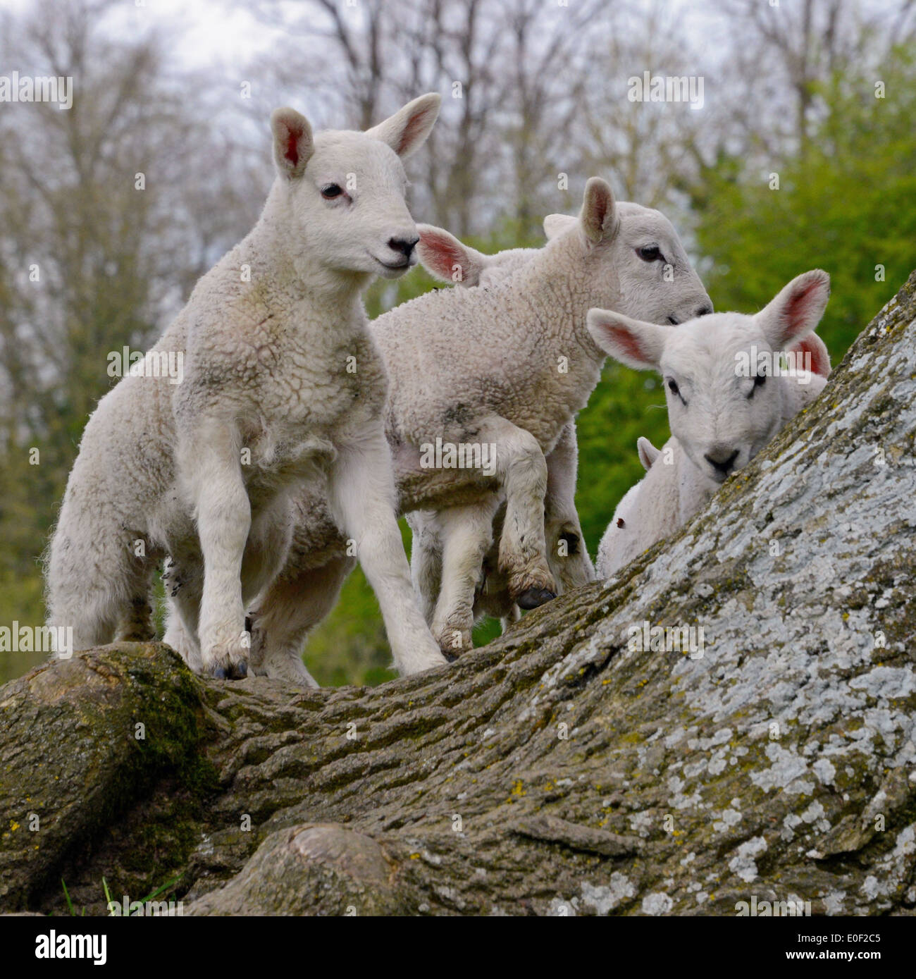Lambs playing hi-res stock photography and images - Alamy