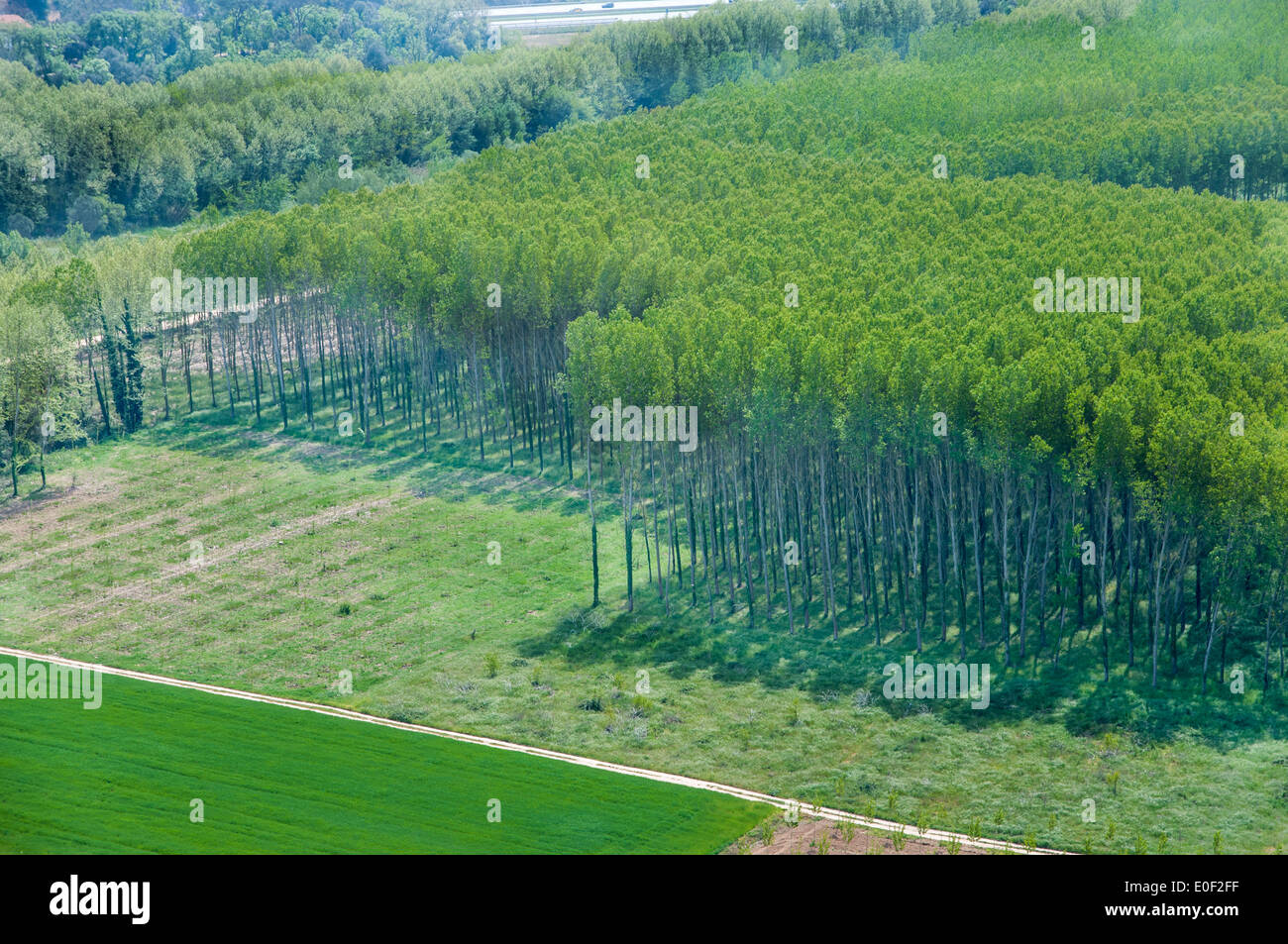 forest trees with long greenish Stock Photo - Alamy