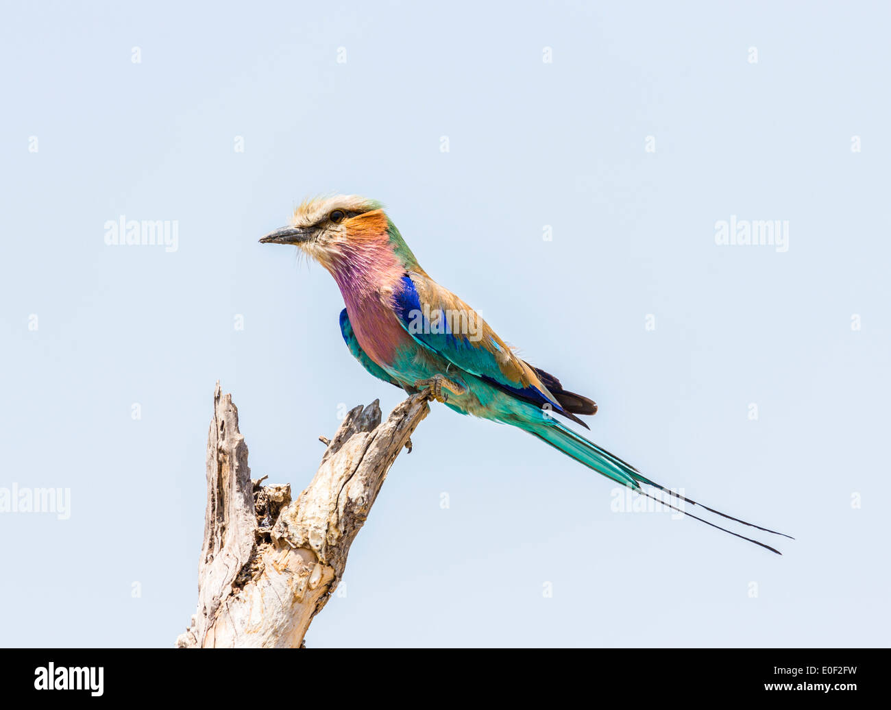 Lilac breasted roller (Coracias caudatus), national bird of Botswana ...