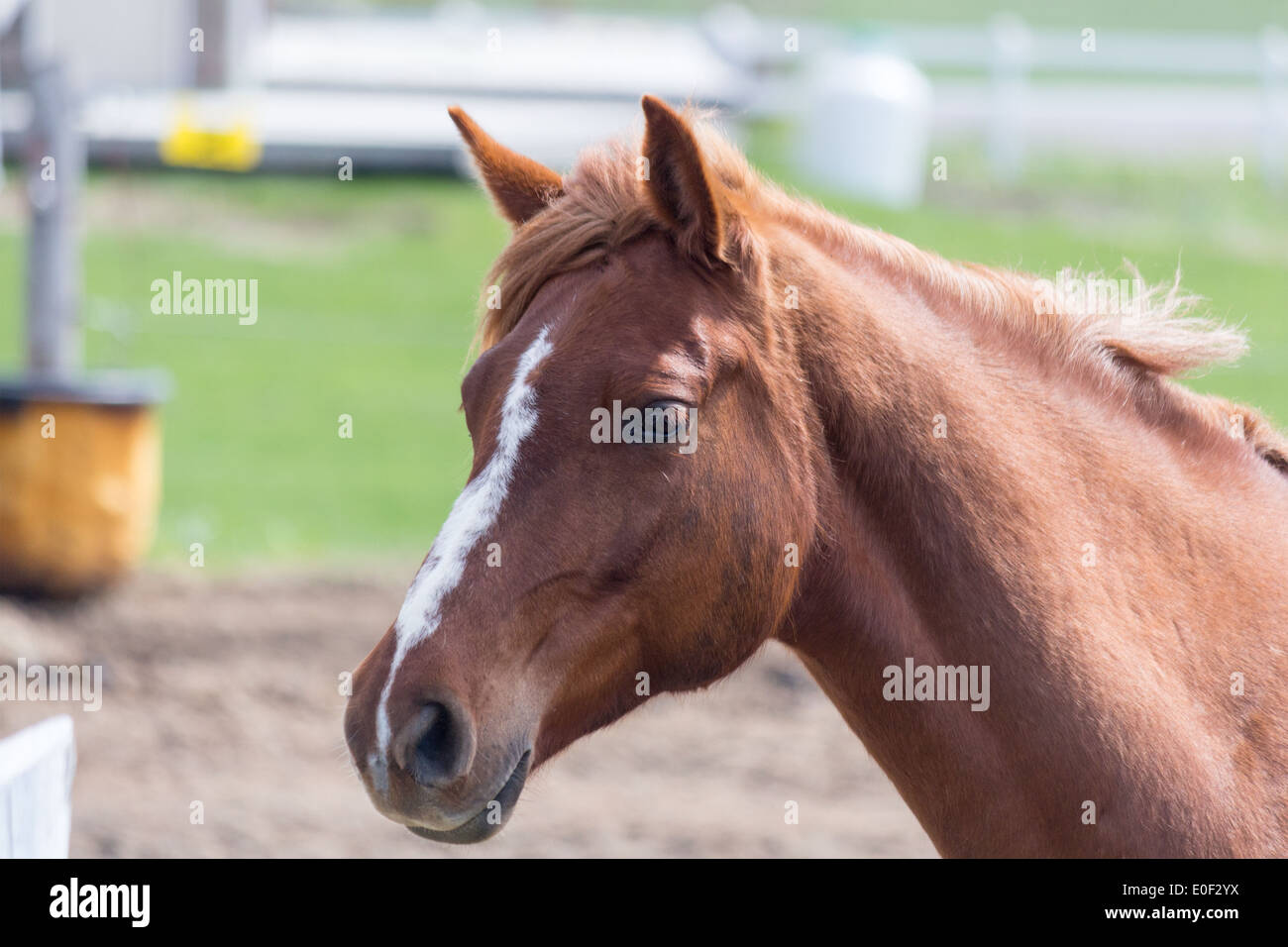 Chestnut Arabian Horse With Blaze
