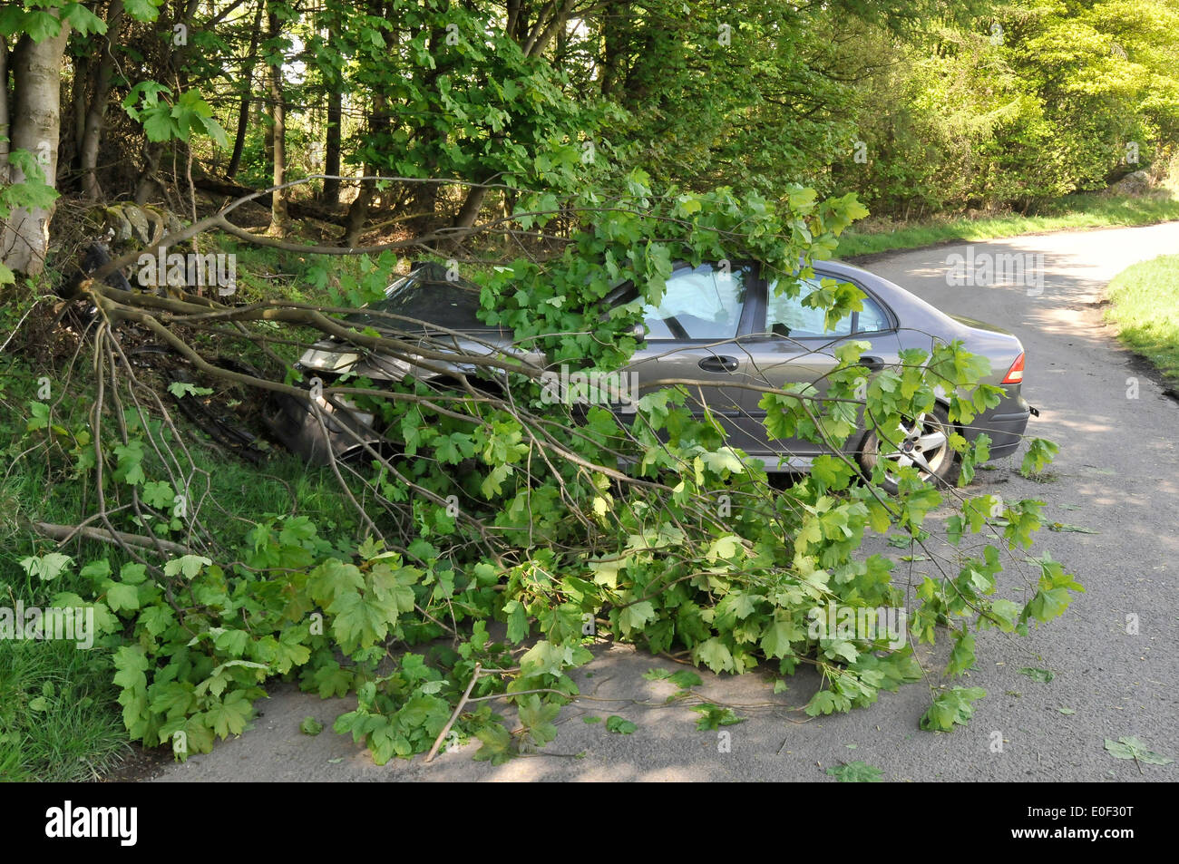 Broken family tree hi-res stock photography and images - Alamy