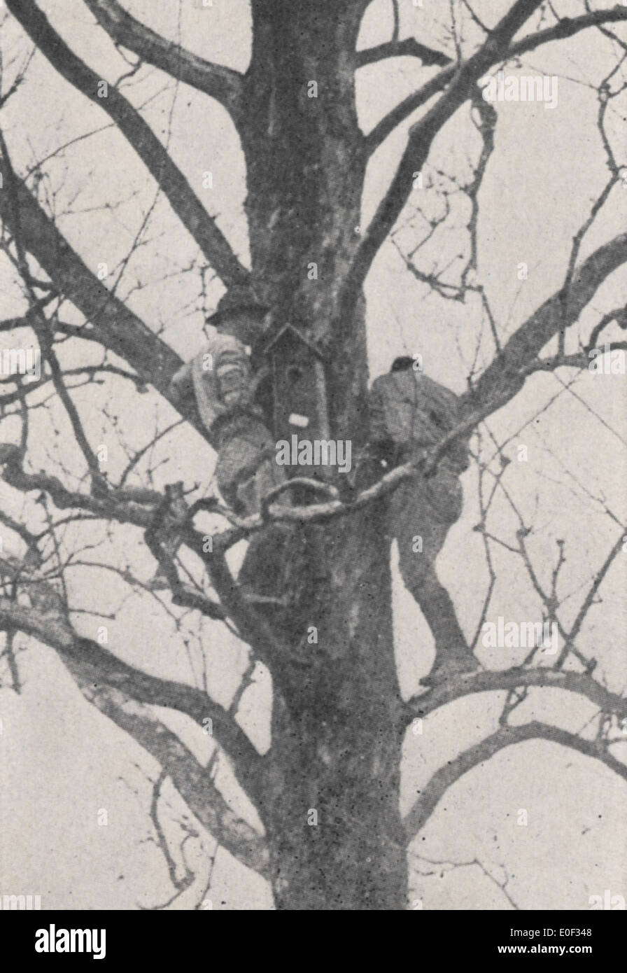 Boy scouts during world war i hi-res stock photography and images - Alamy
