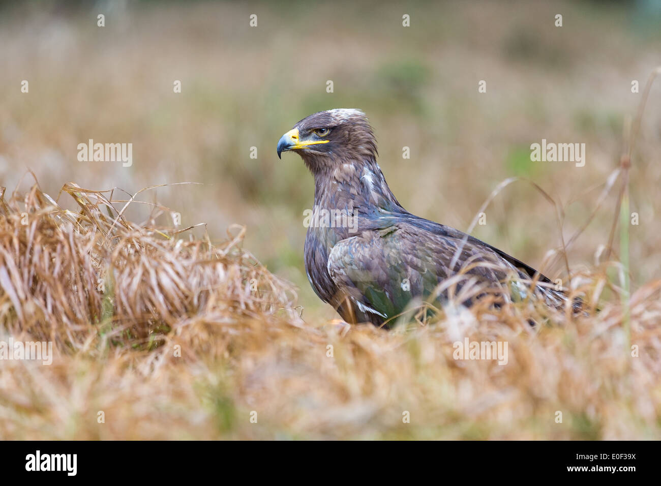 Steppe Eagle (Aquila nipalensis) standing in long grass Stock Photo - Alamy