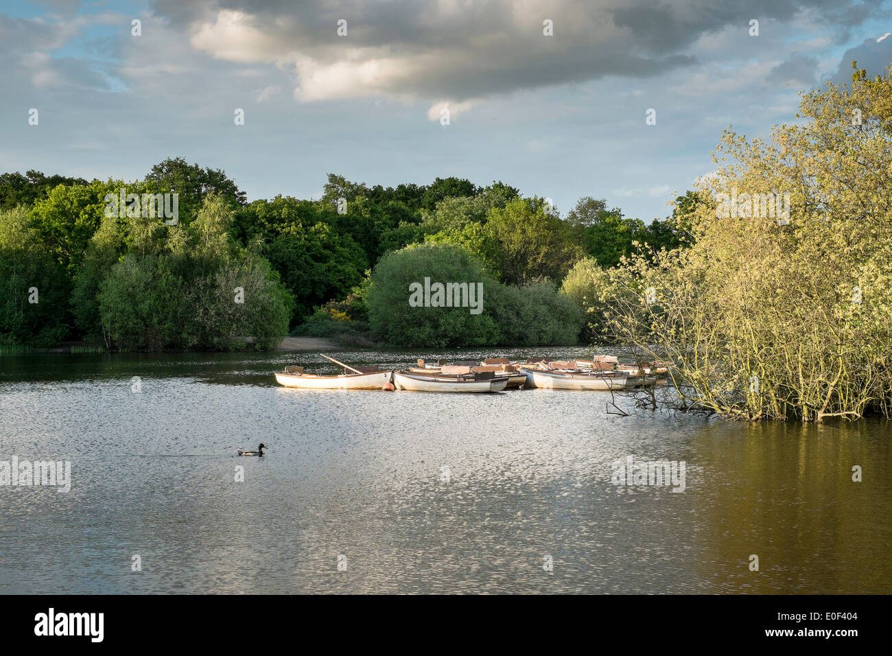 Epping forest hi-res stock photography and images - Alamy
