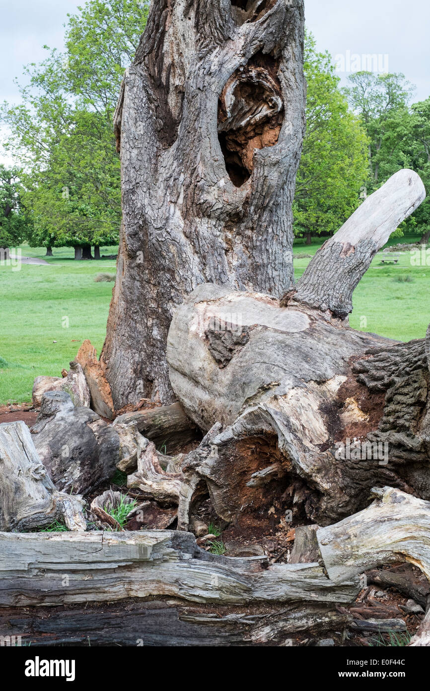 Surrey trees hi-res stock photography and images - Alamy