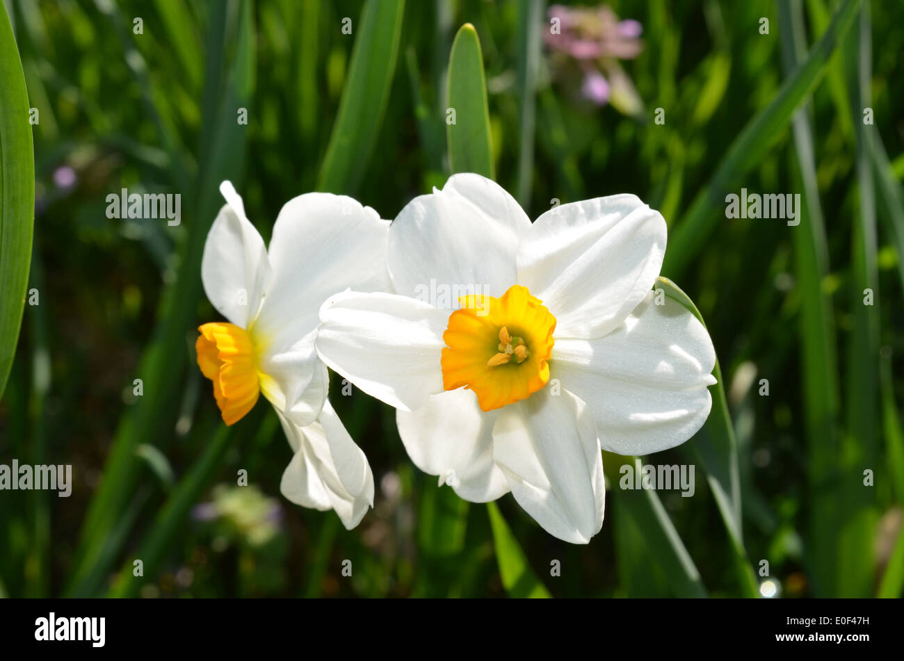 Two flowers hi-res stock photography and images - Alamy