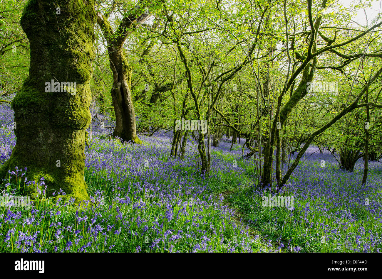 Bluebell carpet hi-res stock photography and images - Alamy