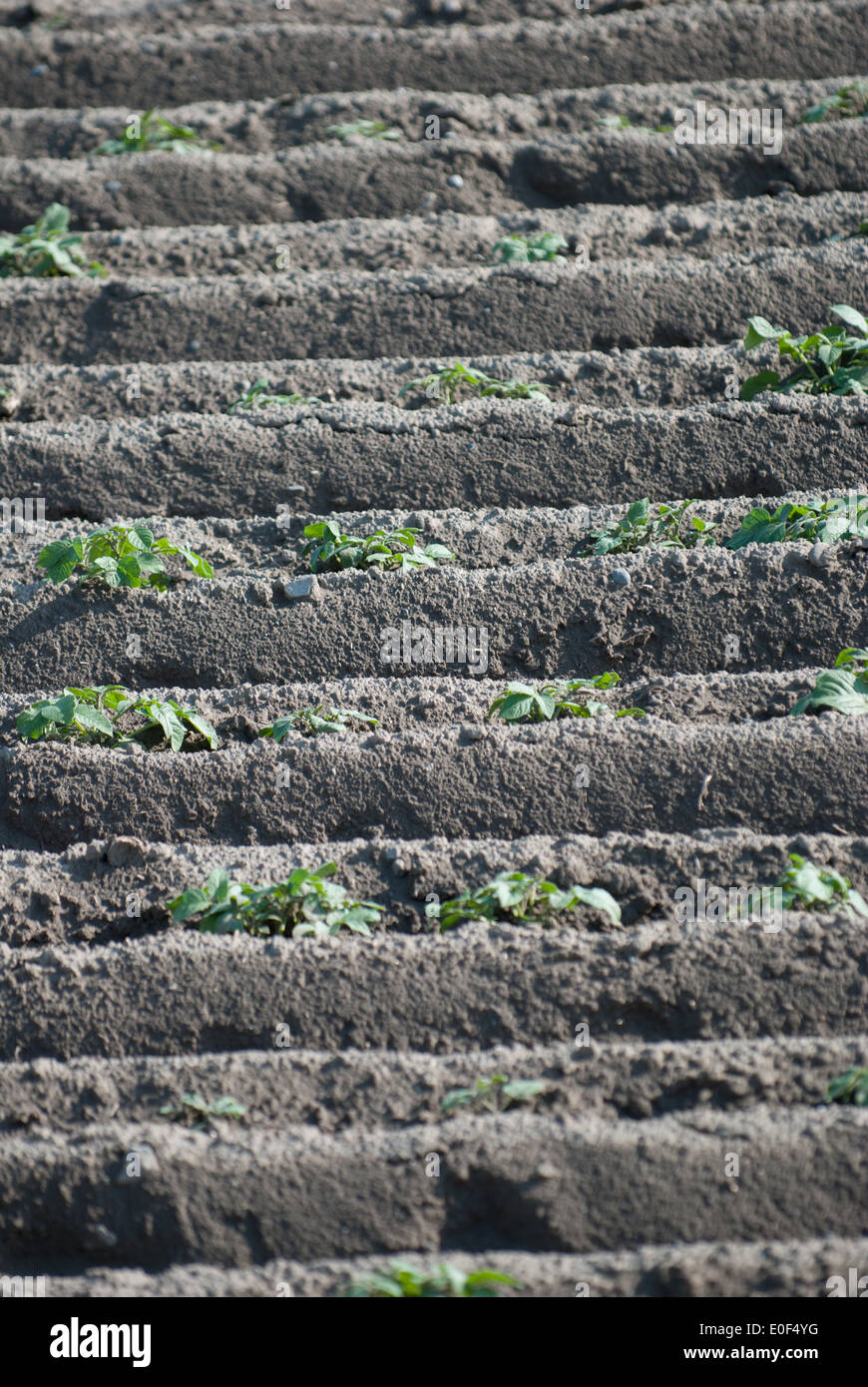 Soil in Tokyo, Japan Stock Photo - Alamy