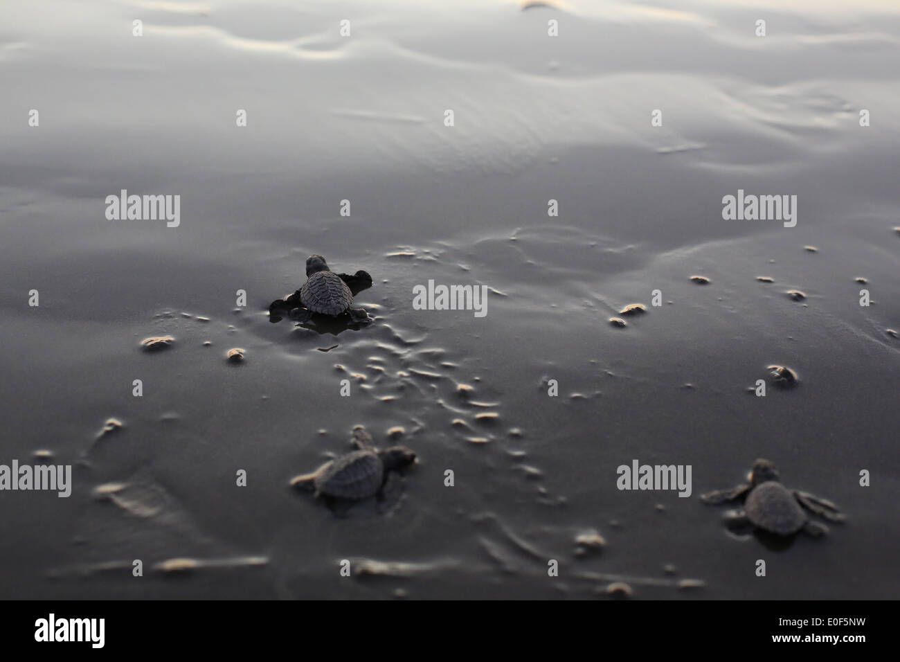 Three baby sea turtles in the sand, making their way to the ocean Stock ...
