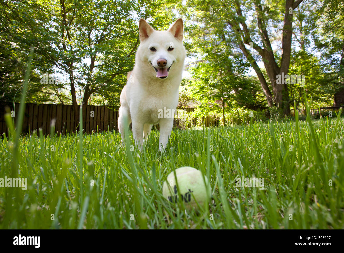 Shiba Inu playing with tennis ball on lawn Stock Photo - Alamy