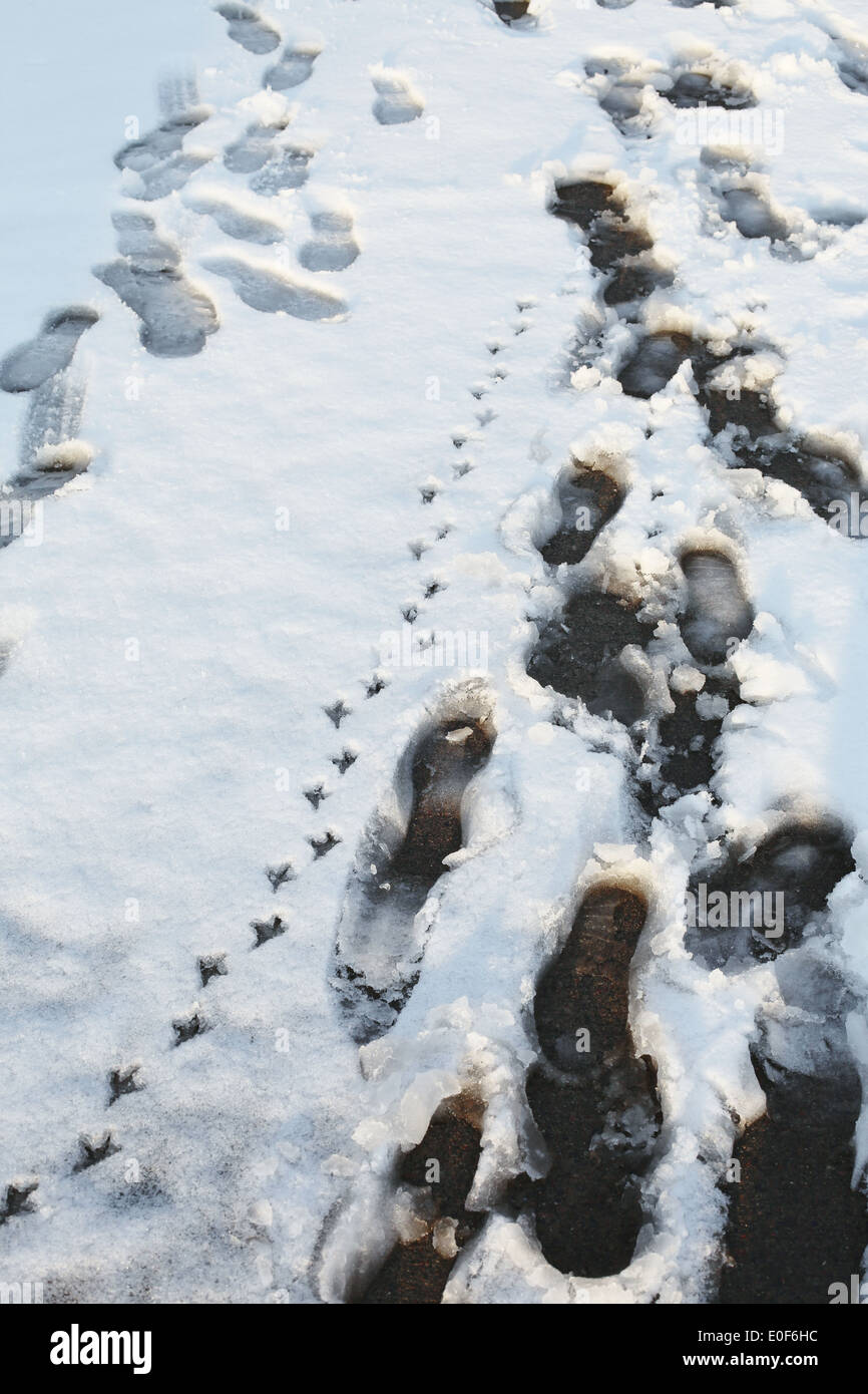 Human prints hi-res stock photography and images - Alamy