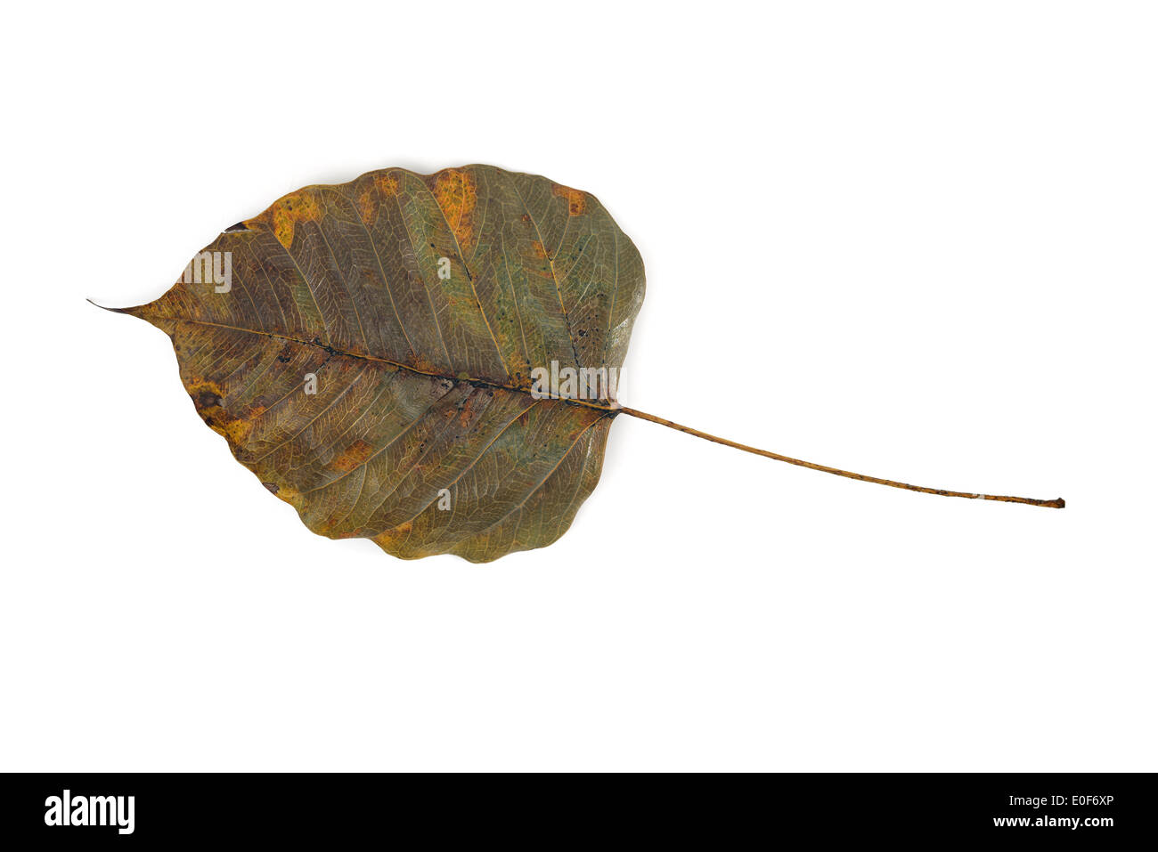 Bodhi or peepal leaf hi-res stock photography and images - Alamy