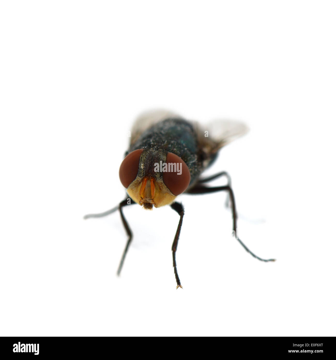 Fly on white background Stock Photo - Alamy