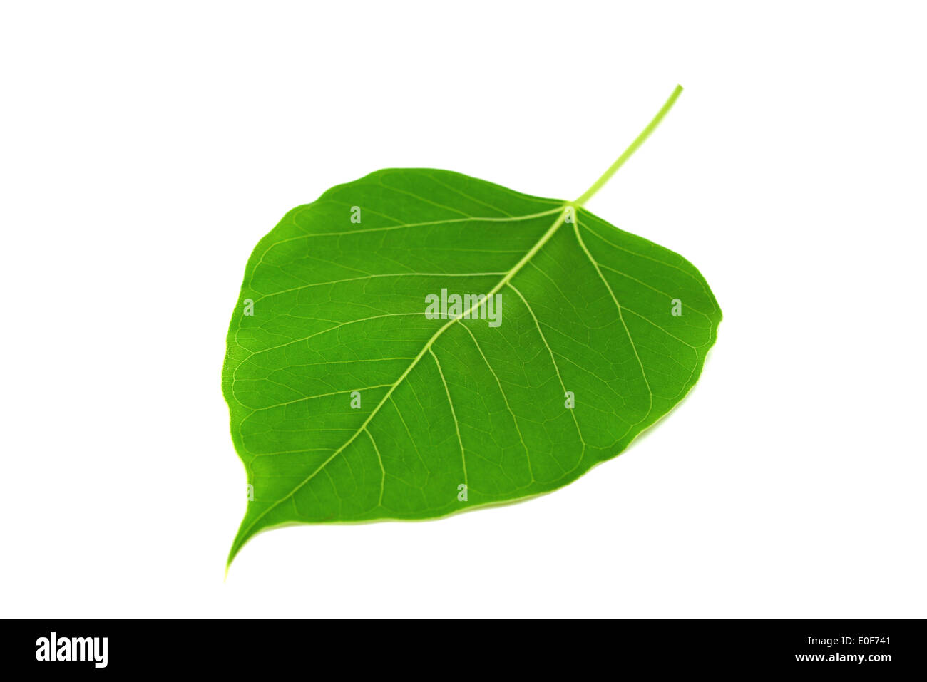 Bodhi Leaf High Resolution Stock Photography and Images - Alamy