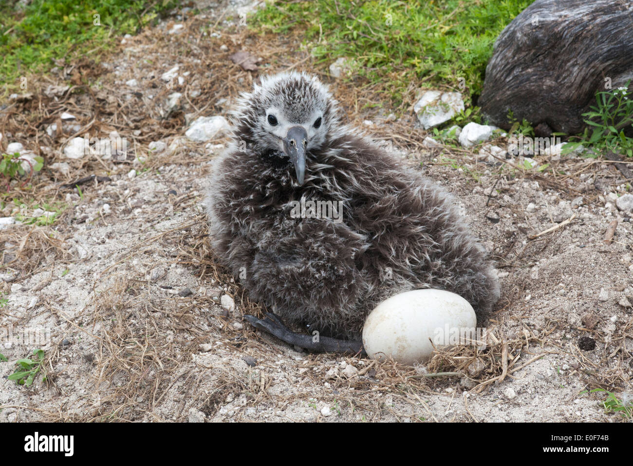 Laysan Albatross chick (Phoebastria immutabilis) in nest with unhatched ...