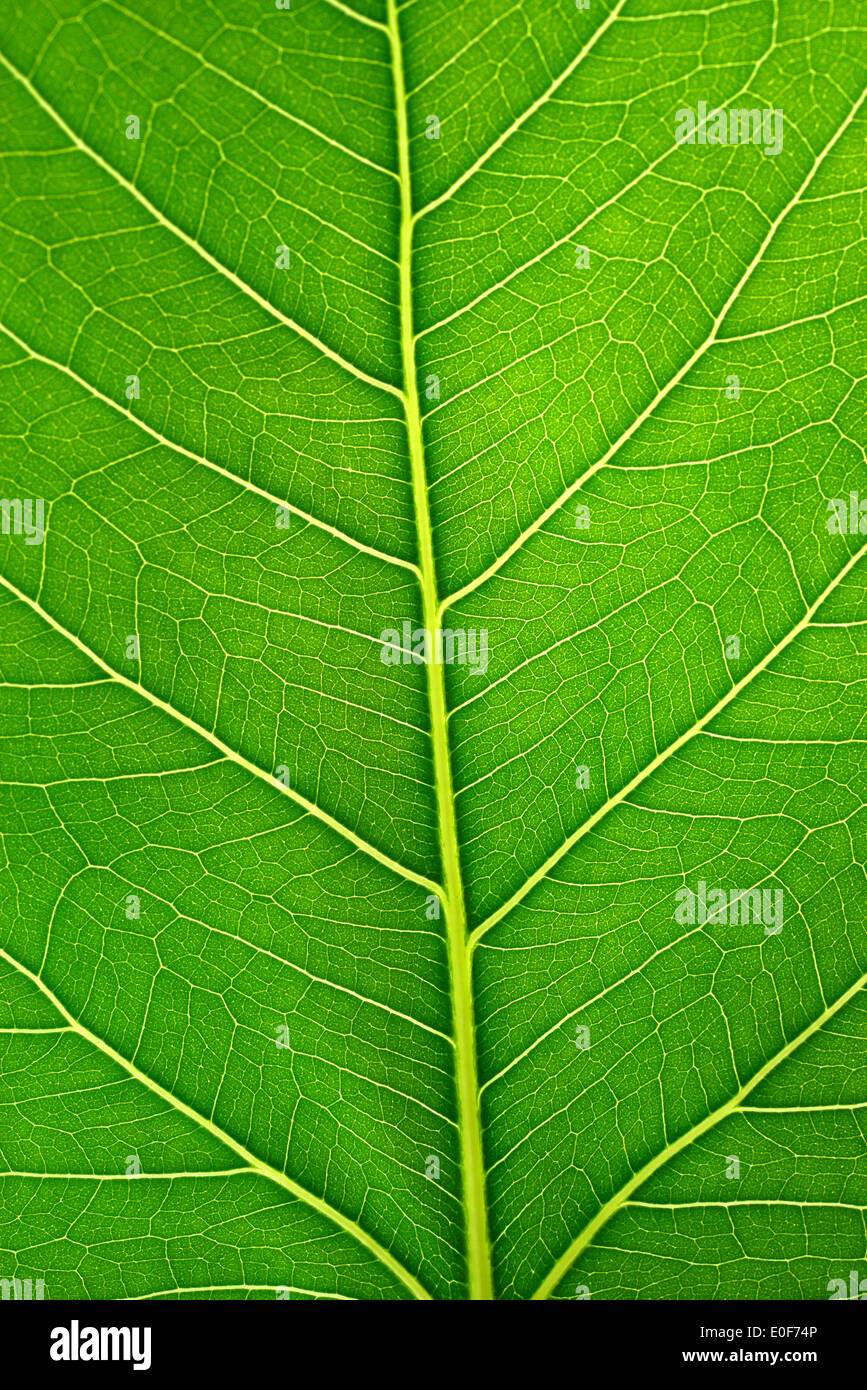 Green bodhi leaf hi-res stock photography and images - Alamy