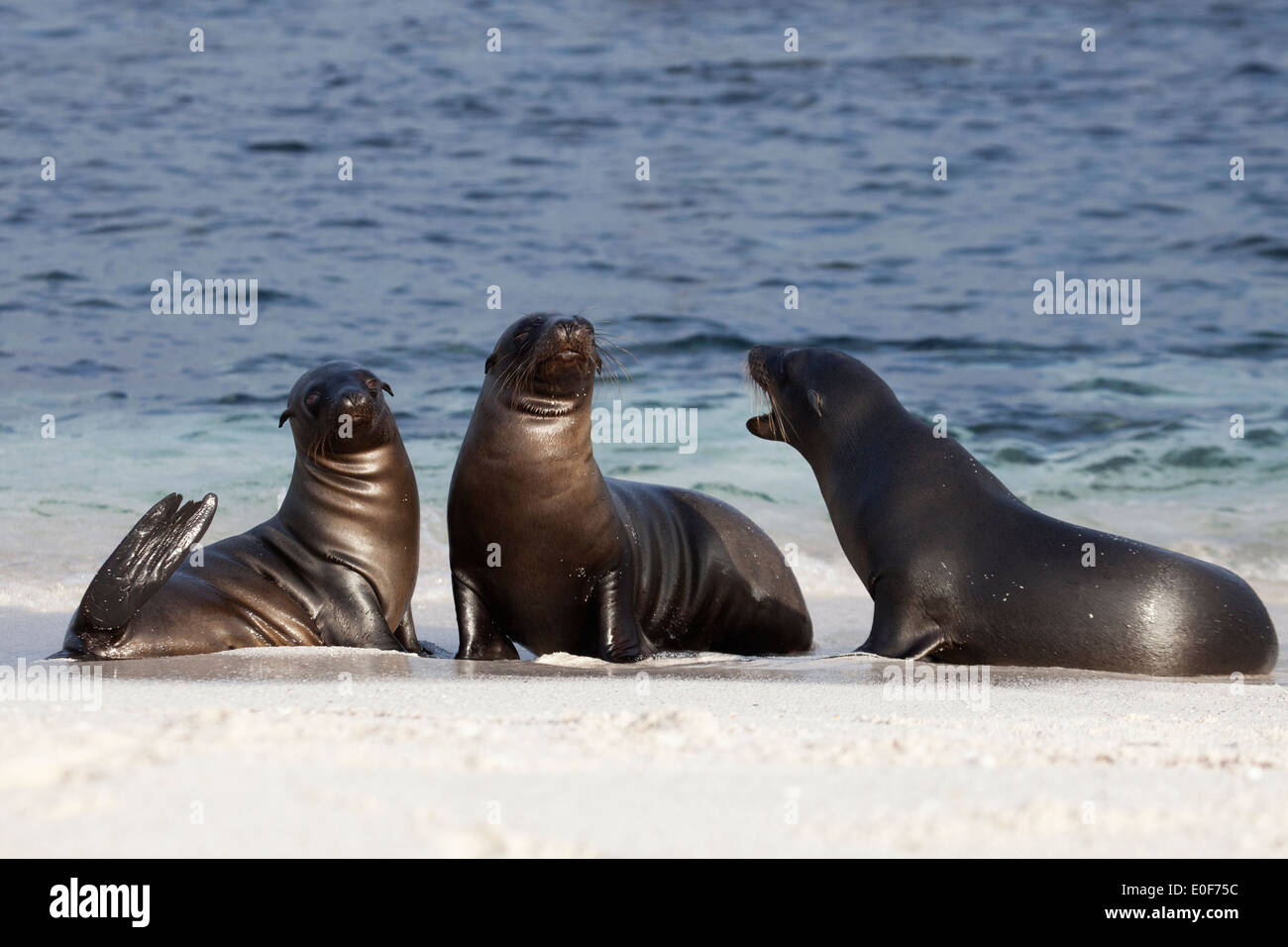 Sea lions in the marine wildlife area hi-res stock photography and ...