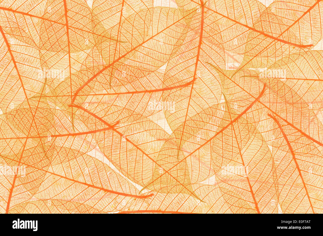 Skeletal leaf texture hi-res stock photography and images - Alamy